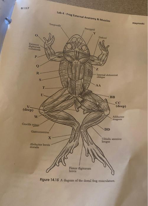 Solved BI 117 Lab 4 - Frog External Anatomy & Muscles | Chegg.com