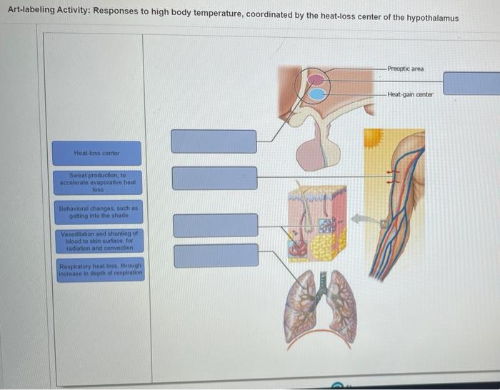 Solved Art-labeling Activity: Responses to high body | Chegg.com