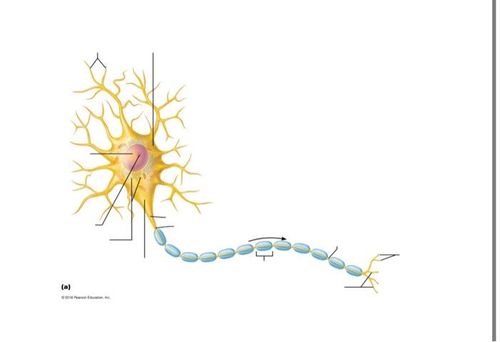 Solved (a) (b) exie Rerm fitsurion, es: | Chegg.com