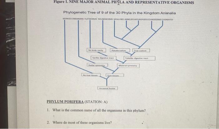 Solved Figure 1. NINE MAJOR ANIMAL PHYLA AND REPRESENTATIVE | Chegg.com