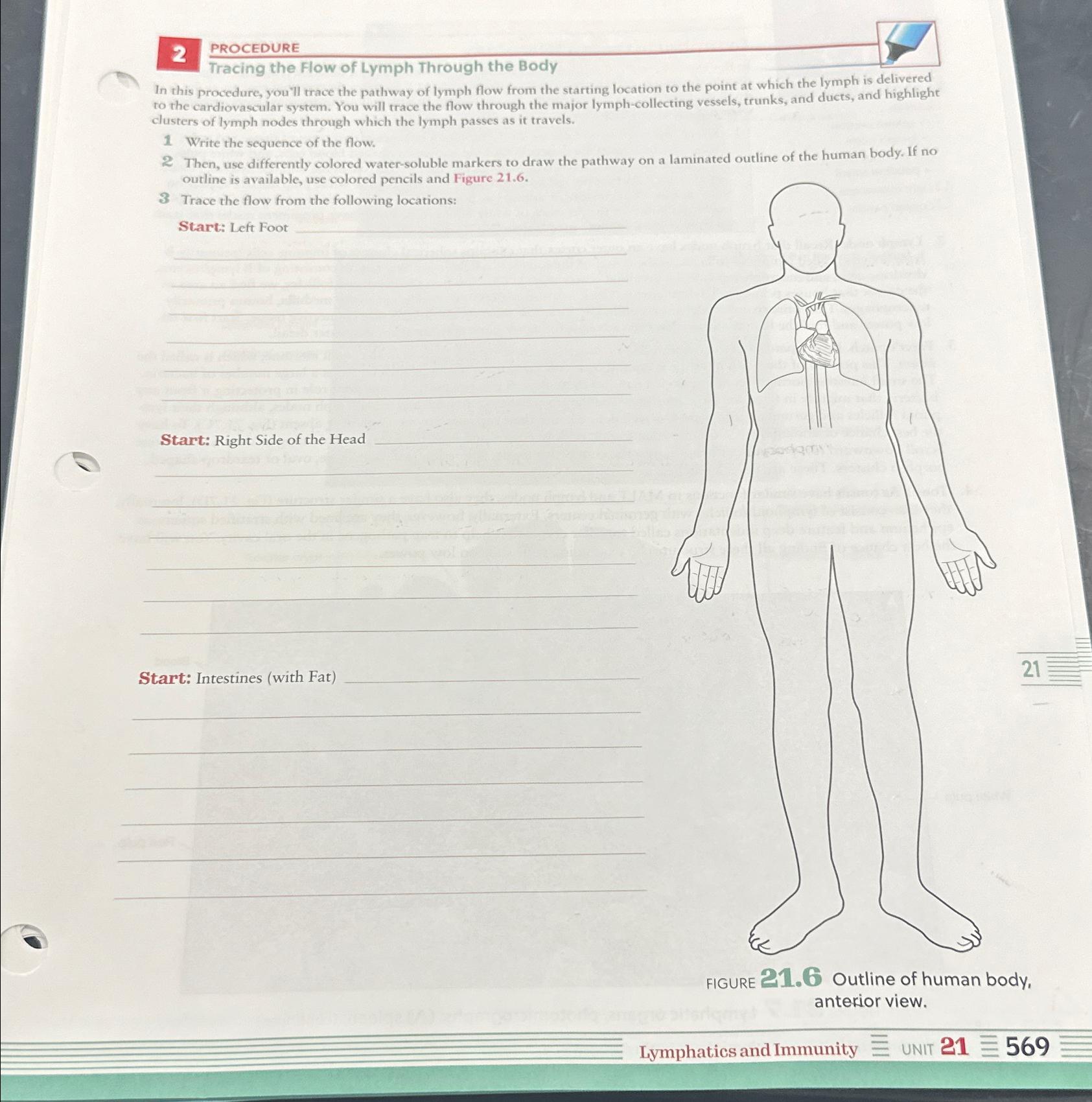 Solved 2PROCEDURETracing the Flow of Lymph Through the | Chegg.com