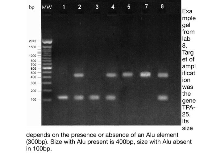 Solved depends on the presence or absence of an Alu element | Chegg.com