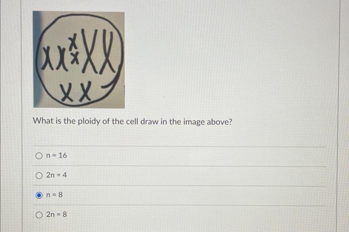Solved What is the ploidy of the cell draw in the image | Chegg.com