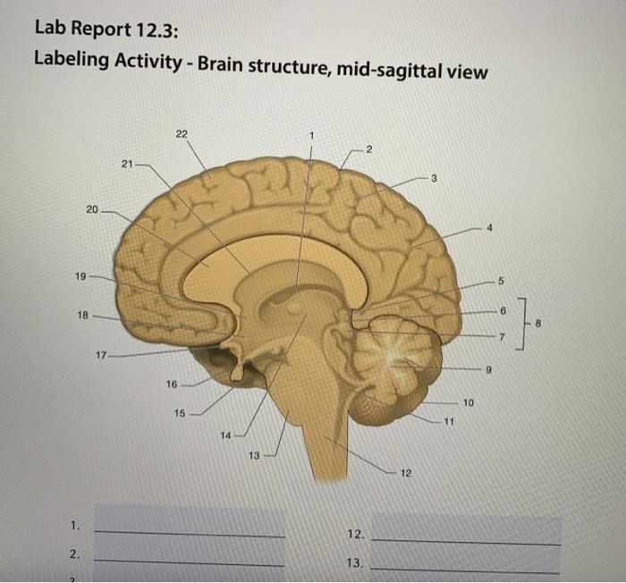 Solved Lab Report 12.3: Labeling Activity - Brain structure, | Chegg.com