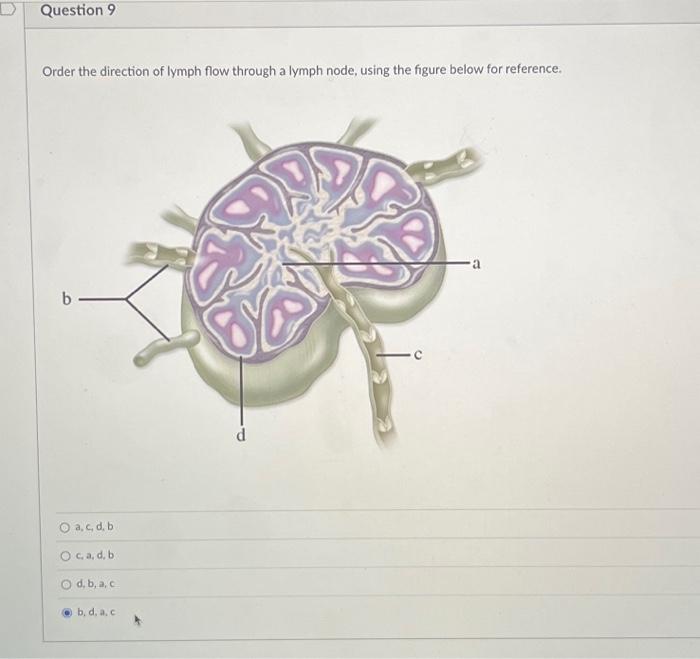 Solved Question 9 Order the direction of lymph flow through | Chegg.com
