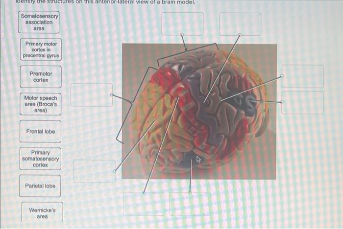Solved identify the structures on this anterior-lateral view | Chegg.com