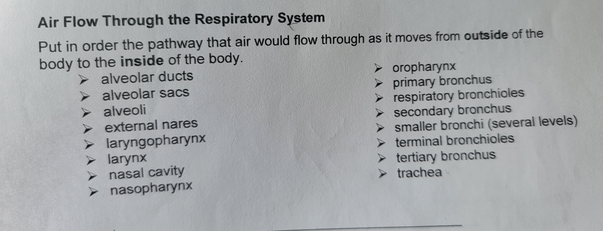 Solved Air Flow Through the Respiratory SystemPut in order | Chegg.com