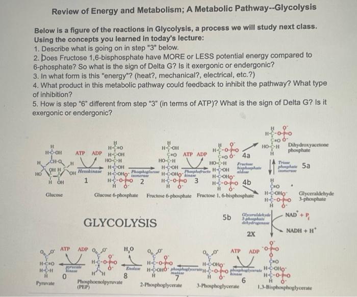 Solved Review of Energy and Metabolism; A Metabolic | Chegg.com
