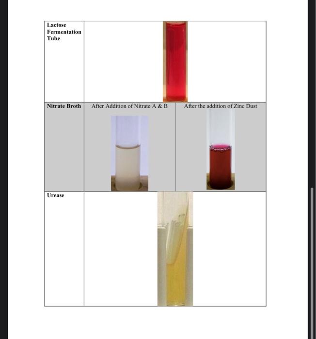 Solved Fill out the information for the data bacteria sheet, | Chegg.com