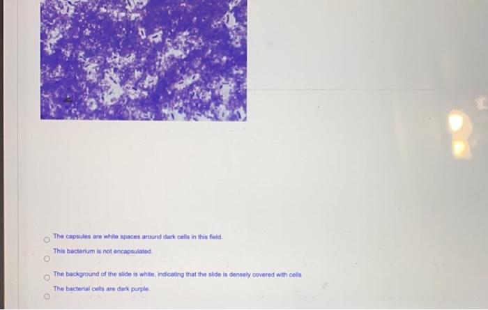 Solved You observe this slide under the microscope. It was | Chegg.com