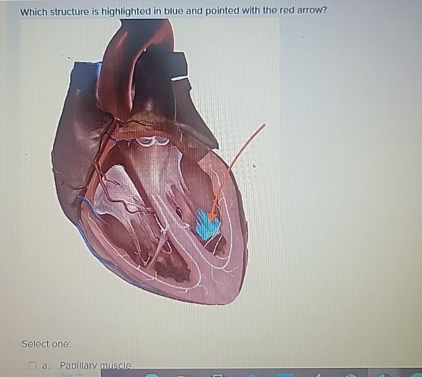 Solved Which structure is highlighted in blue and pointed | Chegg.com