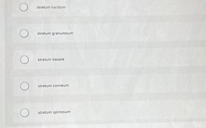 Solved Which structure is indicated by the tip of the | Chegg.com