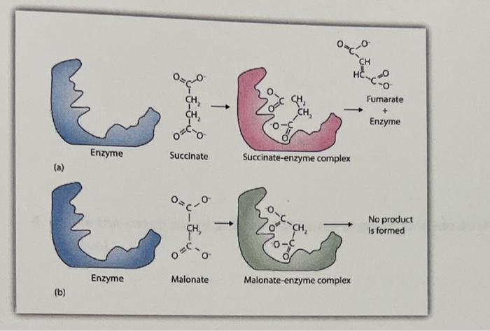 Fumarate Enzyme Succinate Succinate-enzyme | Chegg.com