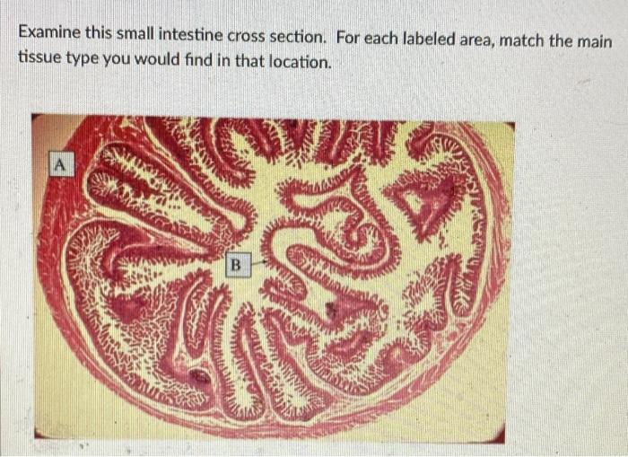 Solved Examine this small intestine cross section. For each | Chegg.com