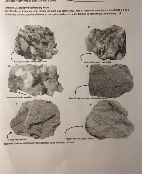 Solved Activity 1.5. Identify Sedimentary Rocks Identify the | Chegg.com