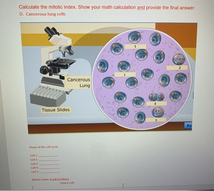 Solved Calculate the mitotic index. Show your math | Chegg.com