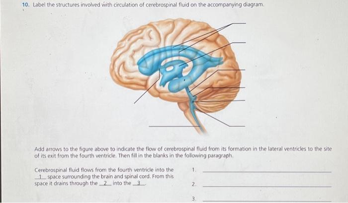 Solved 10. Label the structures involved with circulation of | Chegg.com