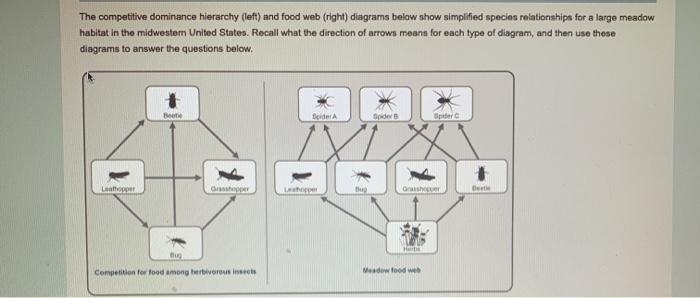 Solved The competitive dominance hierarchy (left) and food | Chegg.com