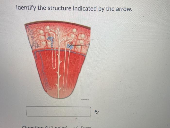 Solved Identify the structure indicated by the arrow. A | Chegg.com