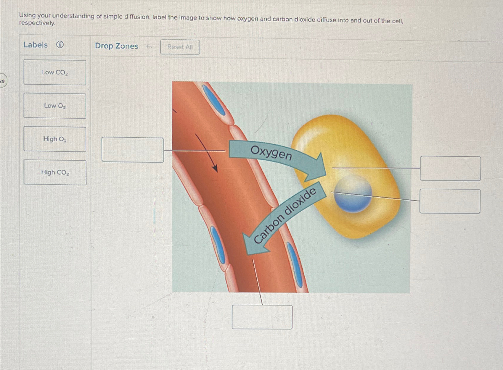 Solved Using your understanding of simple diffusion, label | Chegg.com