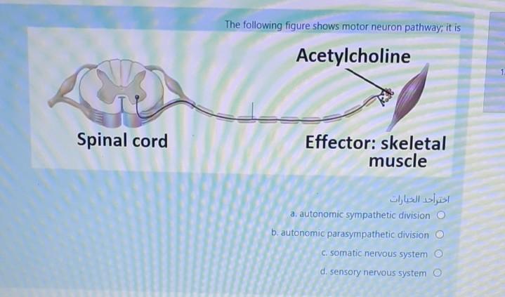 Solved The following figure shows motor neuron pathway, it | Chegg.com