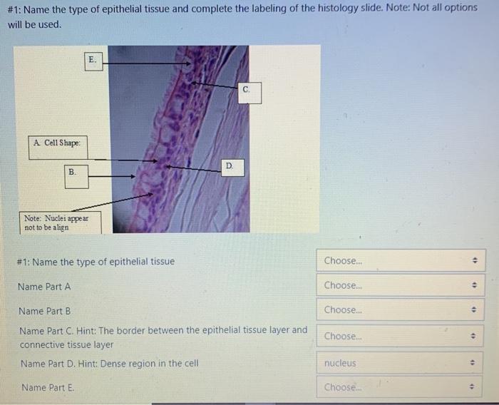 Solved #1: Name the type of epithelial tissue and complete | Chegg.com