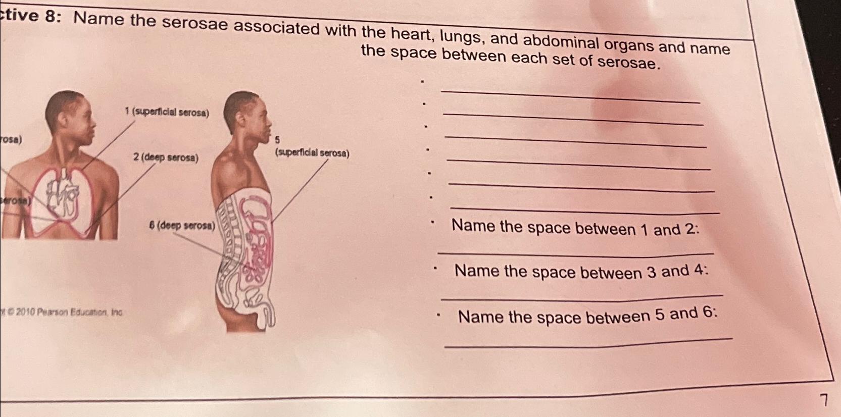 Solved Etive 8: Name the serosae associated with the heart, | Chegg.com