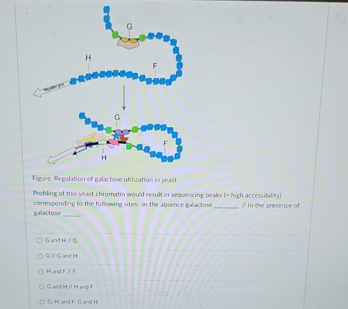 Solved Figure Regulation Of Galactose Utilization In