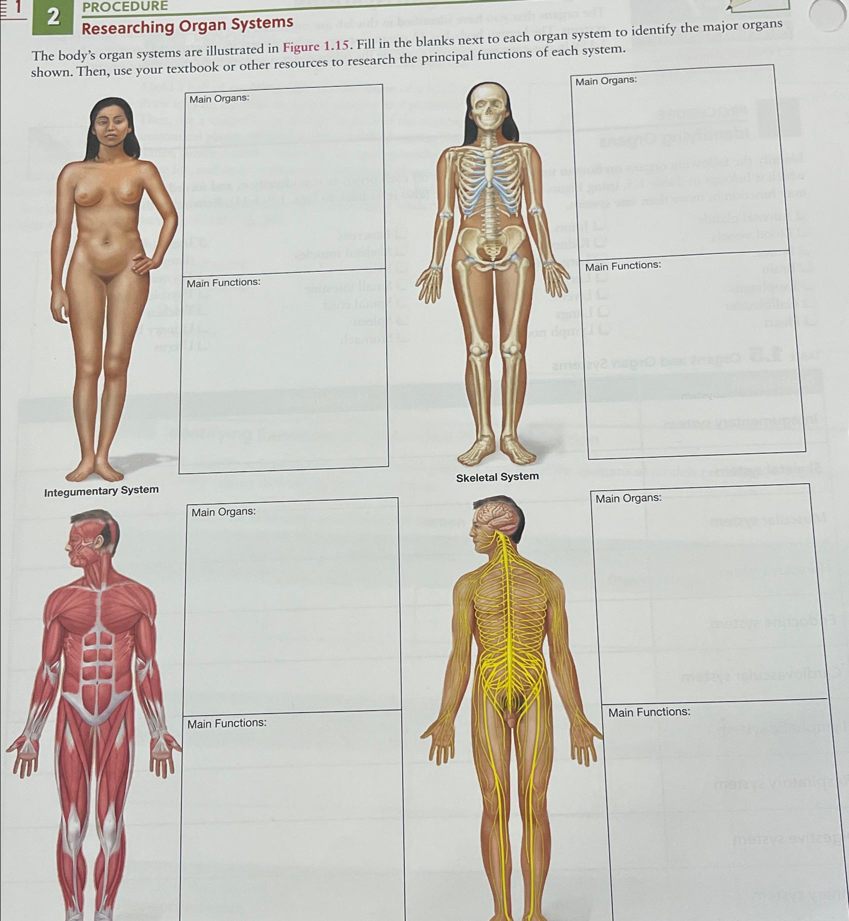 Solved 2PROCEDUREResearching Organ SystemsThe body's organ | Chegg.com