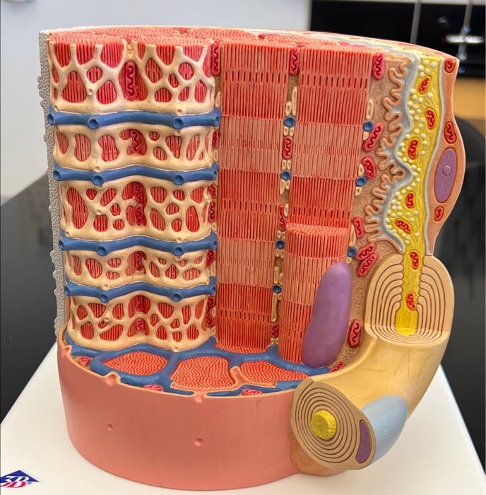 Muscular Tissue Lab - Sarcolemma- Endomysium - | Chegg.com