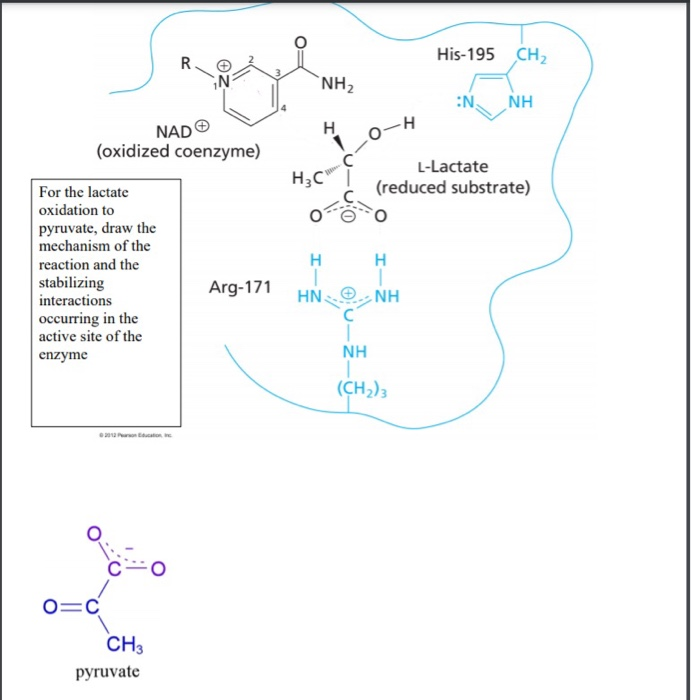 Solved For the lactate oxidation to pyruvate, draw the | Chegg.com