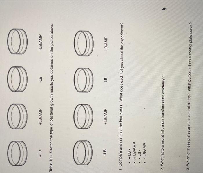 Solved For this week's Lab Ex 10 - Bacterial Transformation | Chegg.com