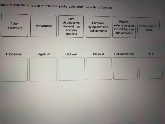 Solved rag and drop the labels to match each prokaryotic | Chegg.com