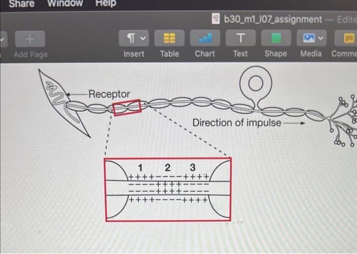 Solved In the neuron shown above, which numbers represent | Chegg.com