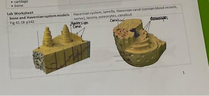 Solved • cartilage bone Lab Worksheet bone and Haversian | Chegg.com