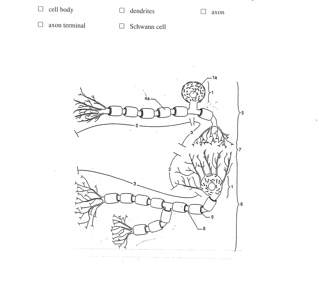 Solved Label all structures denoted by a line. | Chegg.com