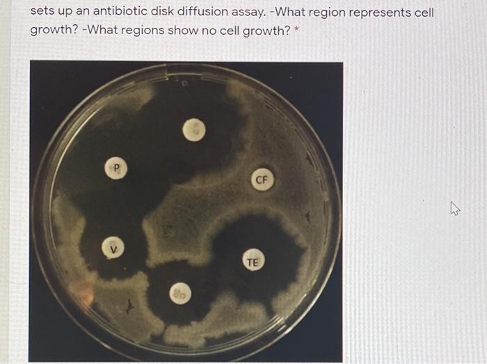 Solved sets up an antibiotic disk diffusion assay. -What | Chegg.com