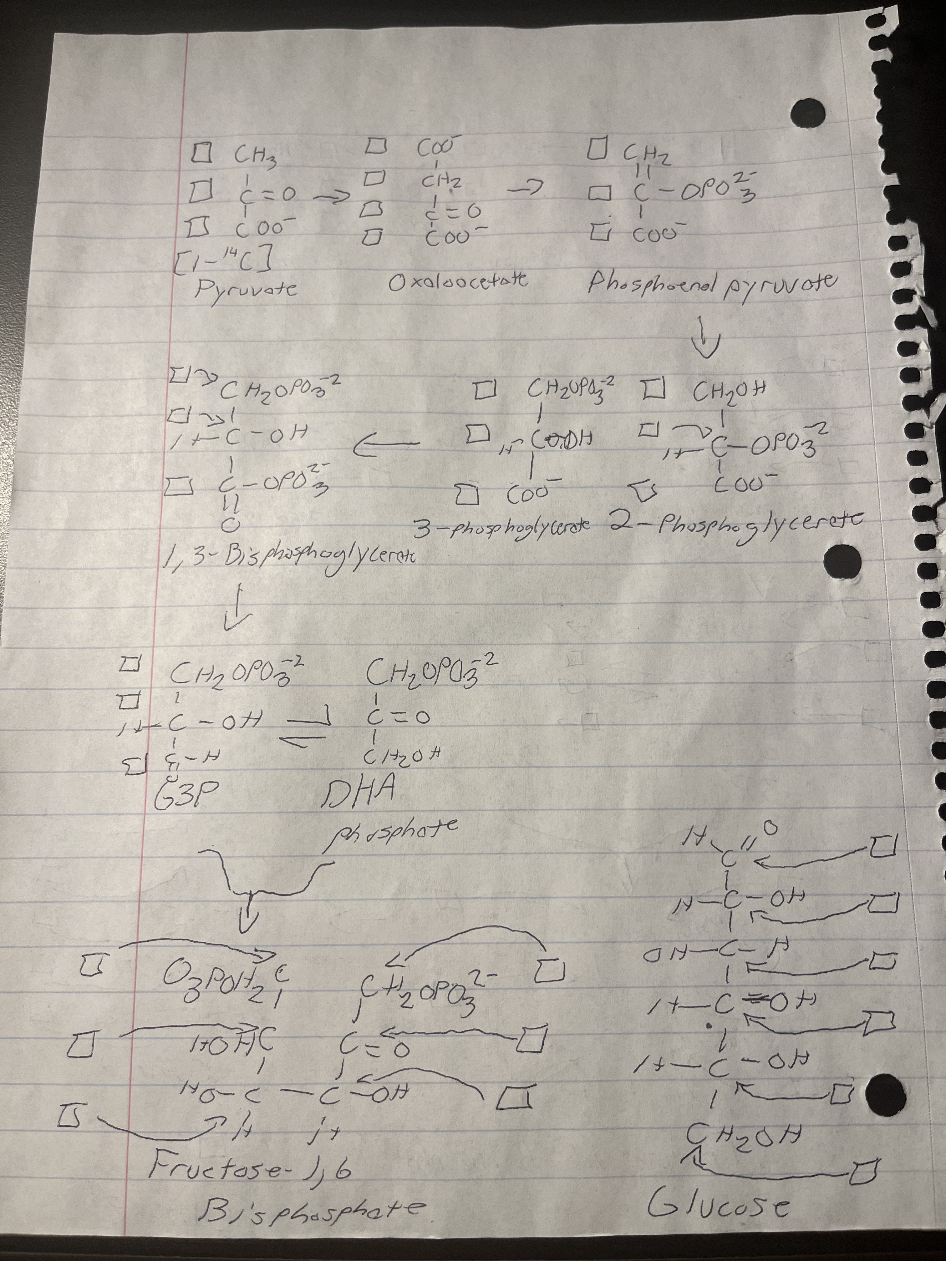 Solved Trace the pathway of [1‑C14][1‑C14]pyruvate through | Chegg.com