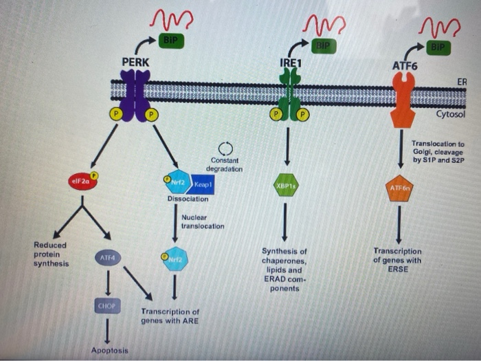 Solved I would prefer if you described the PERK signaling | Chegg.com