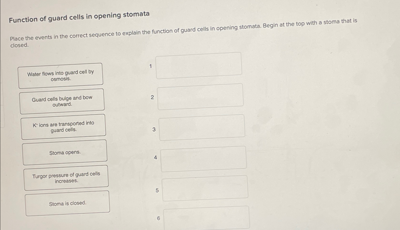 Solved Function of guard cells in opening stomataPlace the | Chegg.com