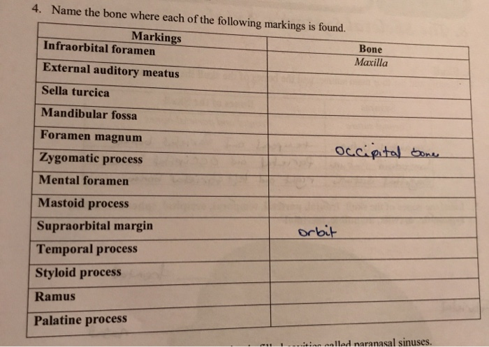 Solved 4. Name the bone where each of the following markings | Chegg.com