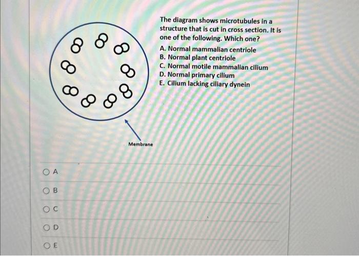 Solved The diagram shows microtubules in a structure that is | Chegg.com