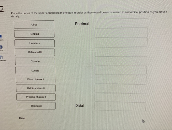 Solved Place the bones of the upper appendicular skeleton in | Chegg.com