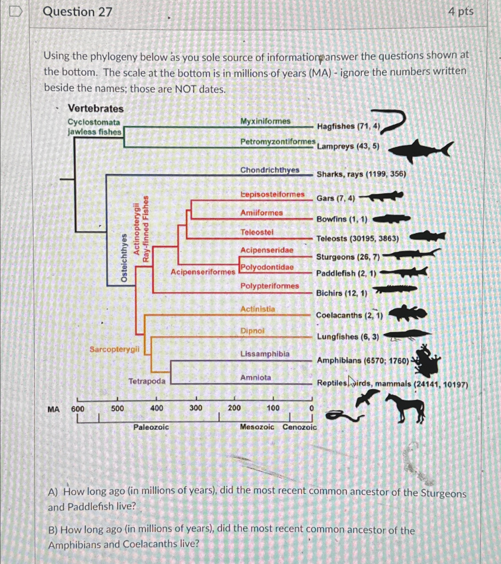 Solved Question 274ptsUsing the phylogeny below as you sole | Chegg.com