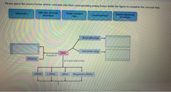 Solved Please place the correct terms and/or concepts into | Chegg.com