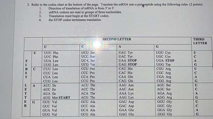 Solved 1. 3. Refer to the codon chart at the bottom of the | Chegg.com