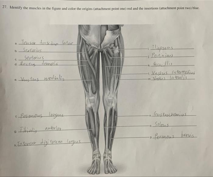 Solved 27. Identify the muscles in the figure and color the | Chegg.com