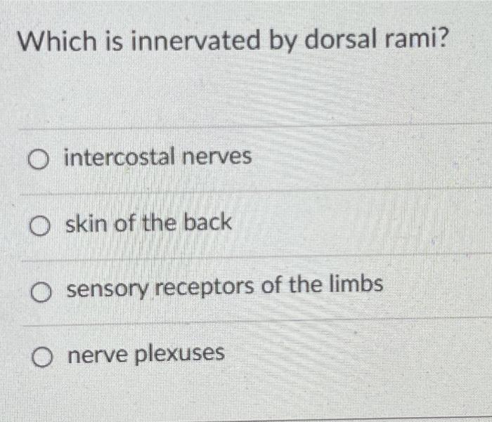 Solved Which is innervated by dorsal rami? O intercostal | Chegg.com