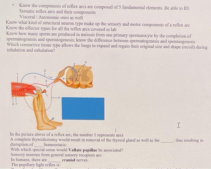 Solved Know the components of reflex arcs are composed of 5 | Chegg.com