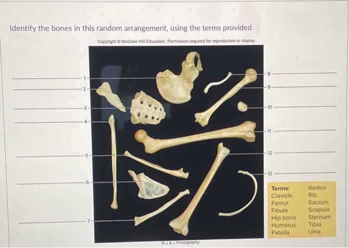 Solved Identify the bones in this random arrangement, using | Chegg.com